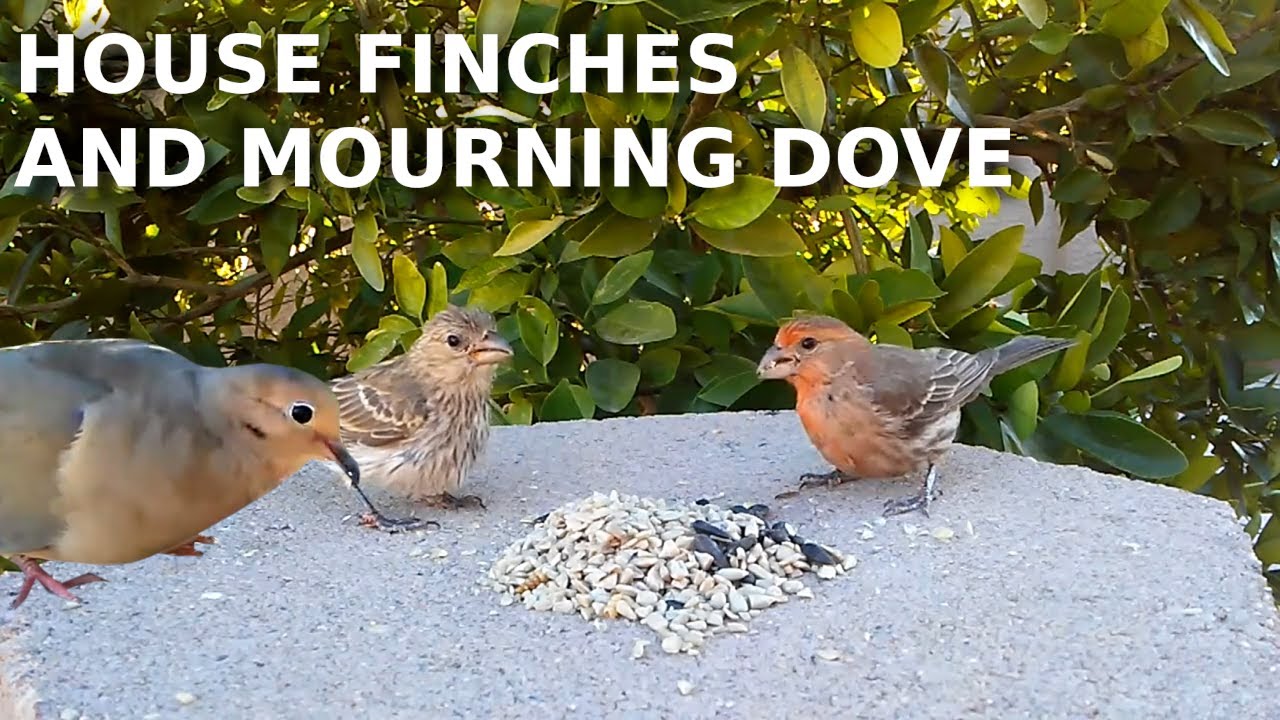 House Finches and Mourning Dove close-up - YouTube