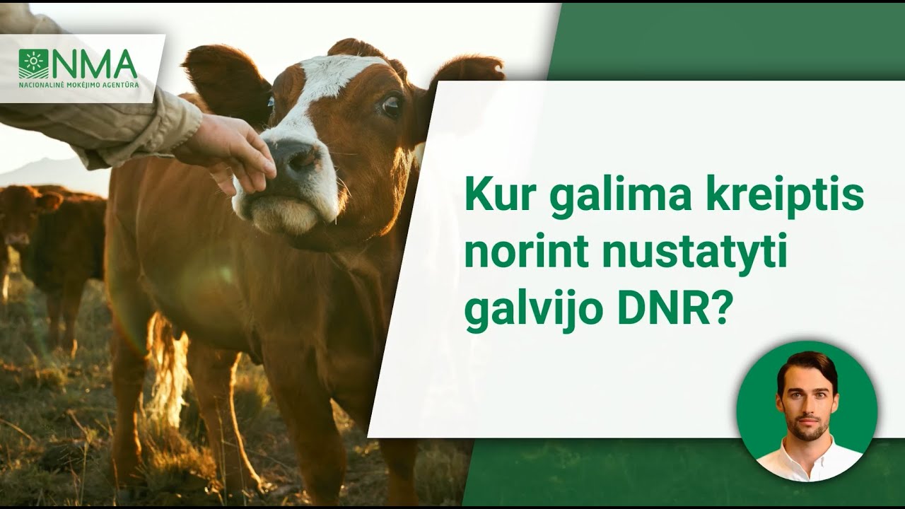 Kur galima kreiptis norint nustatyti galvijo DNR? - YouTube