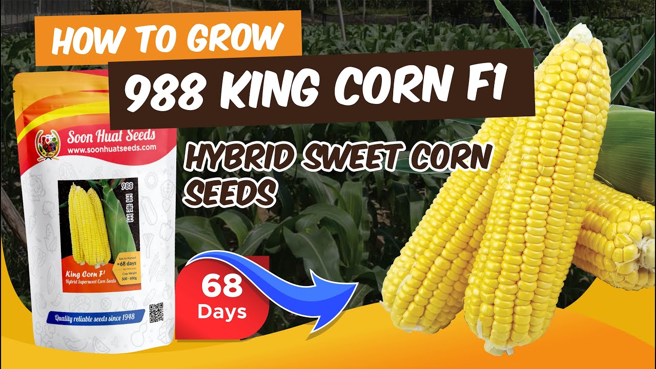 How to Grow Corn from Seeds - Corn Growing Guide 2024 - YouTube