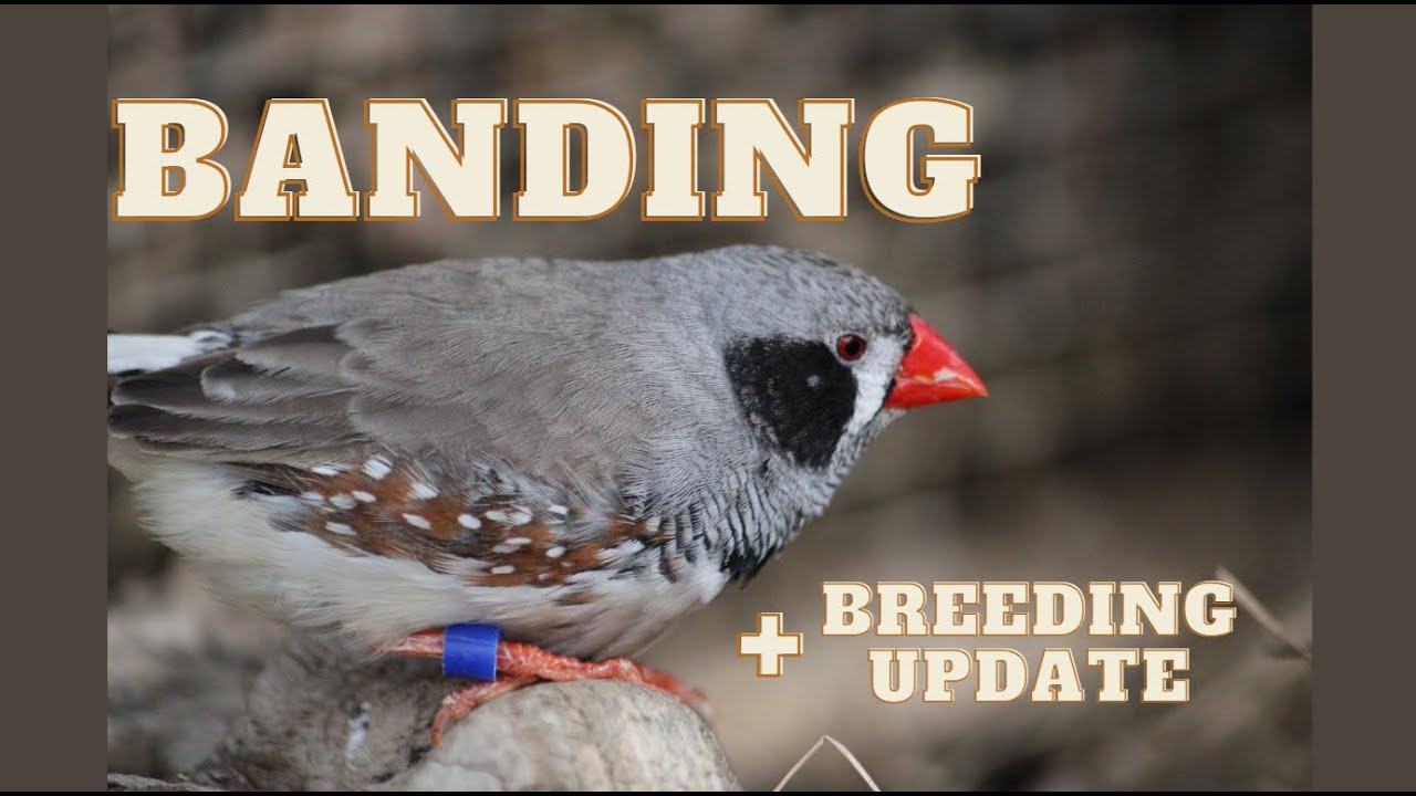 Identifying and Keeping Track of Your Finches. - YouTube