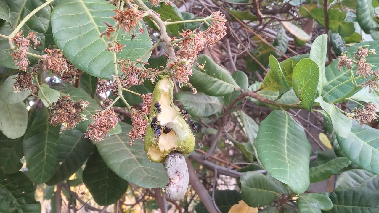 As Abelhas De Arapua Estão Destruindo Todos Os Cajus - YouTube