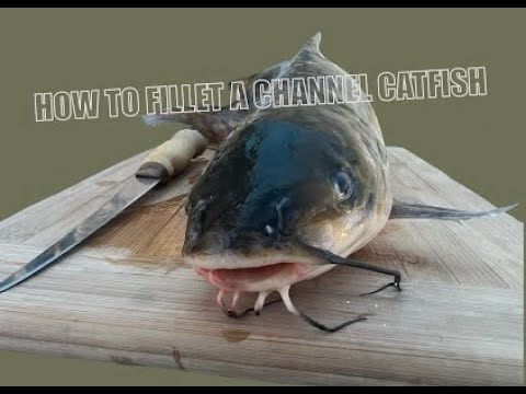 How to clean & Fillet a Channel Catfish QUICK! - YouTube