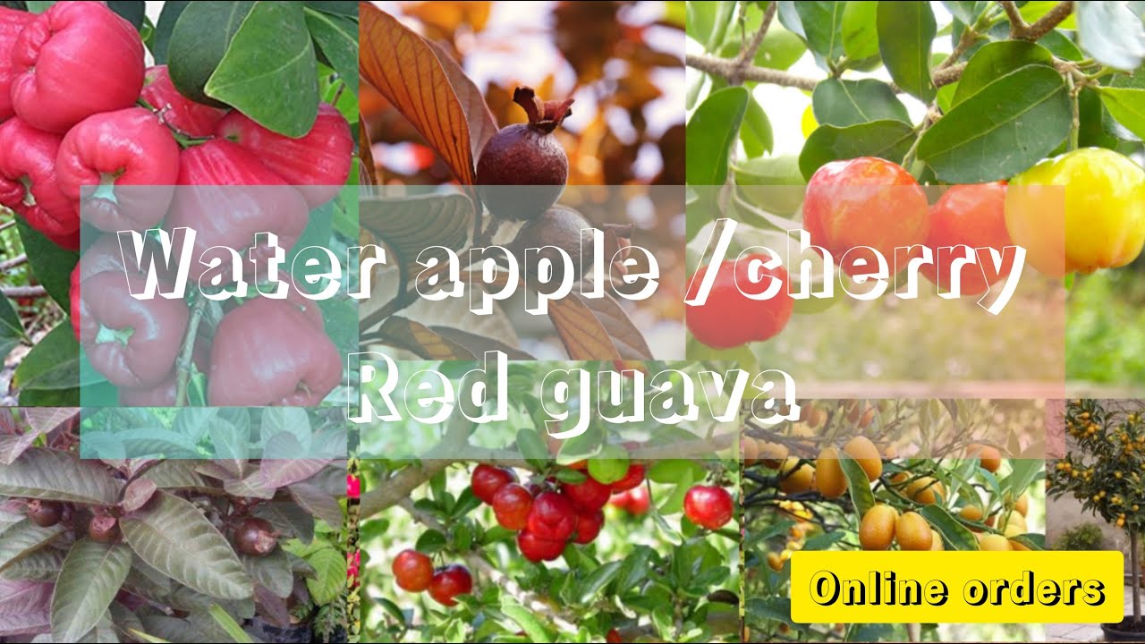 WATER APPLE FRUIT PLANT | OOTY CHERRY PLANT | BETROOT GUAVA PLANT ...