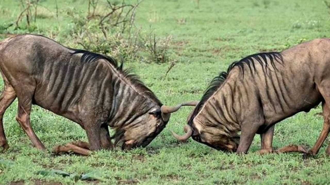 Wildebeest Facts Interesting Facts about Wildebeest Facts about ...