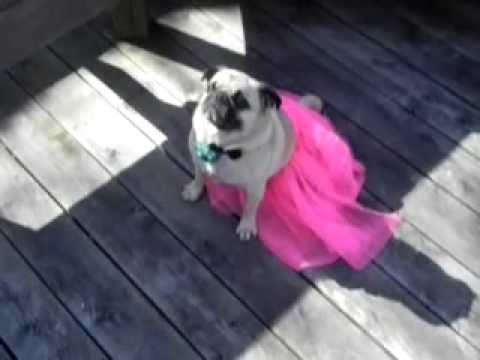 Twirling Pug Ballerina - YouTube