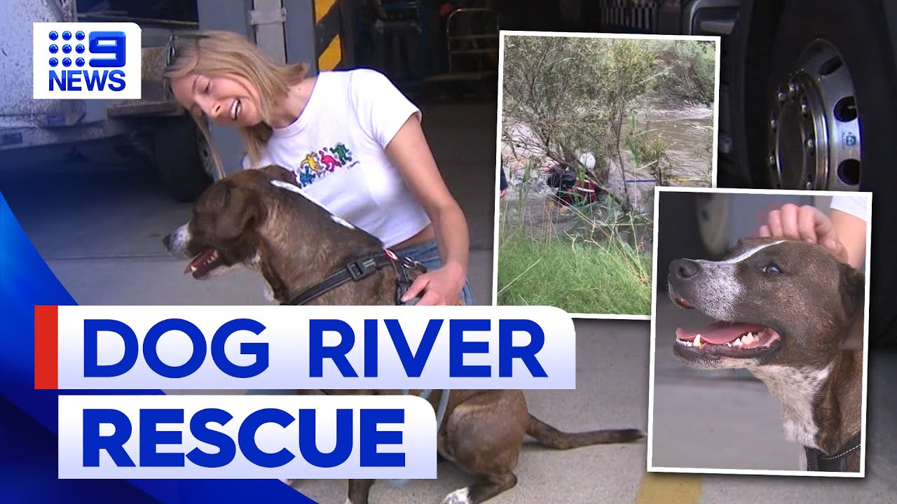 Woman dives into raging river to save her dog | 9 News Australia - YouTube