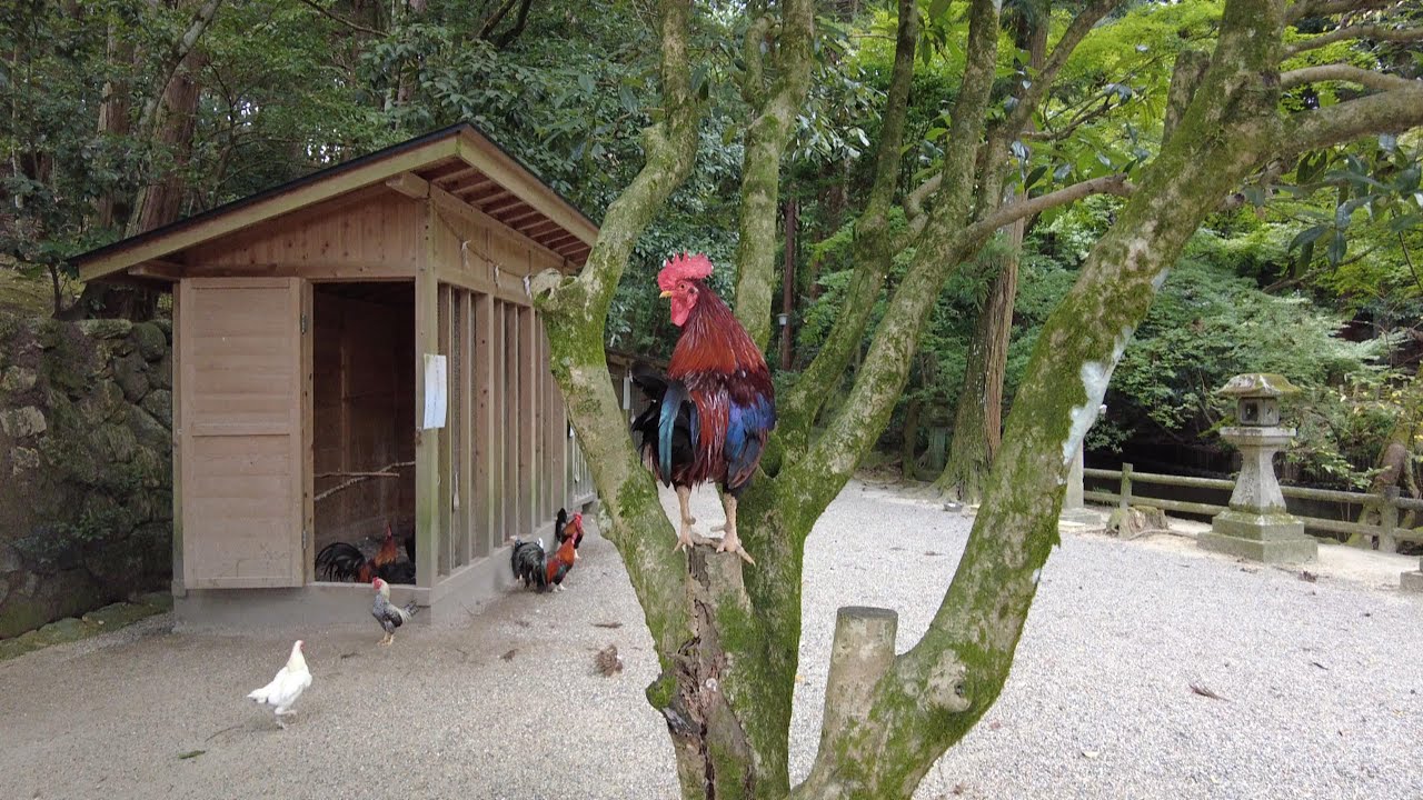 【奈良】天理 Tenri (Nara, Japan) (2024) - YouTube