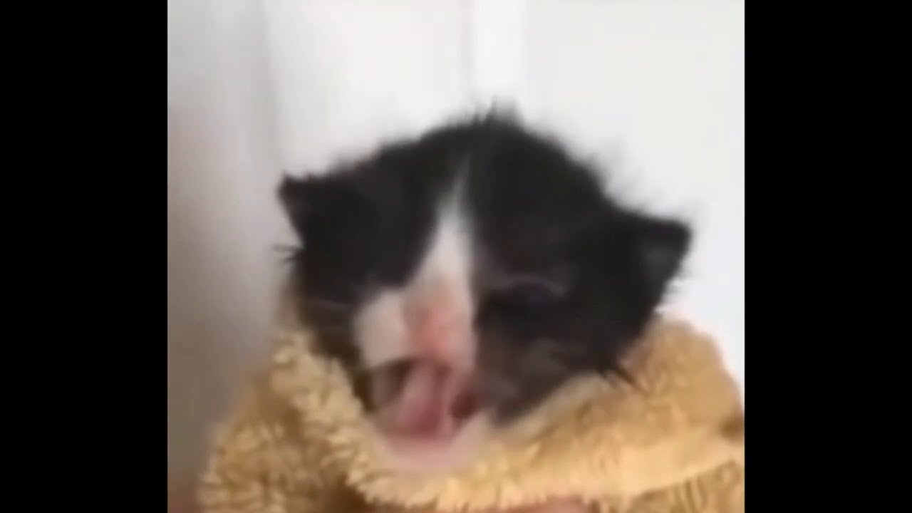 CAT SAYING DOMA DOMA - YouTube