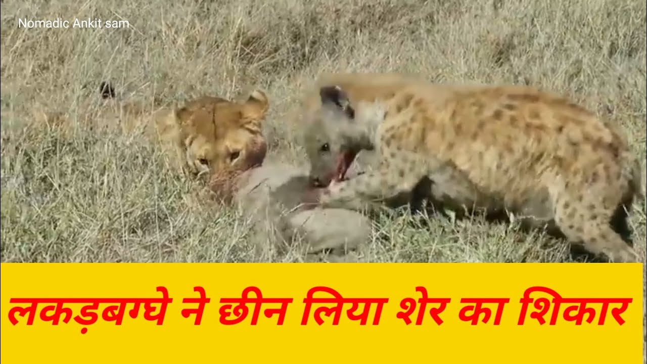 लकड़बग्घे ने छीन लिया शेर का शिकार Haynes hunt wild pig#lion# #haynas# ...