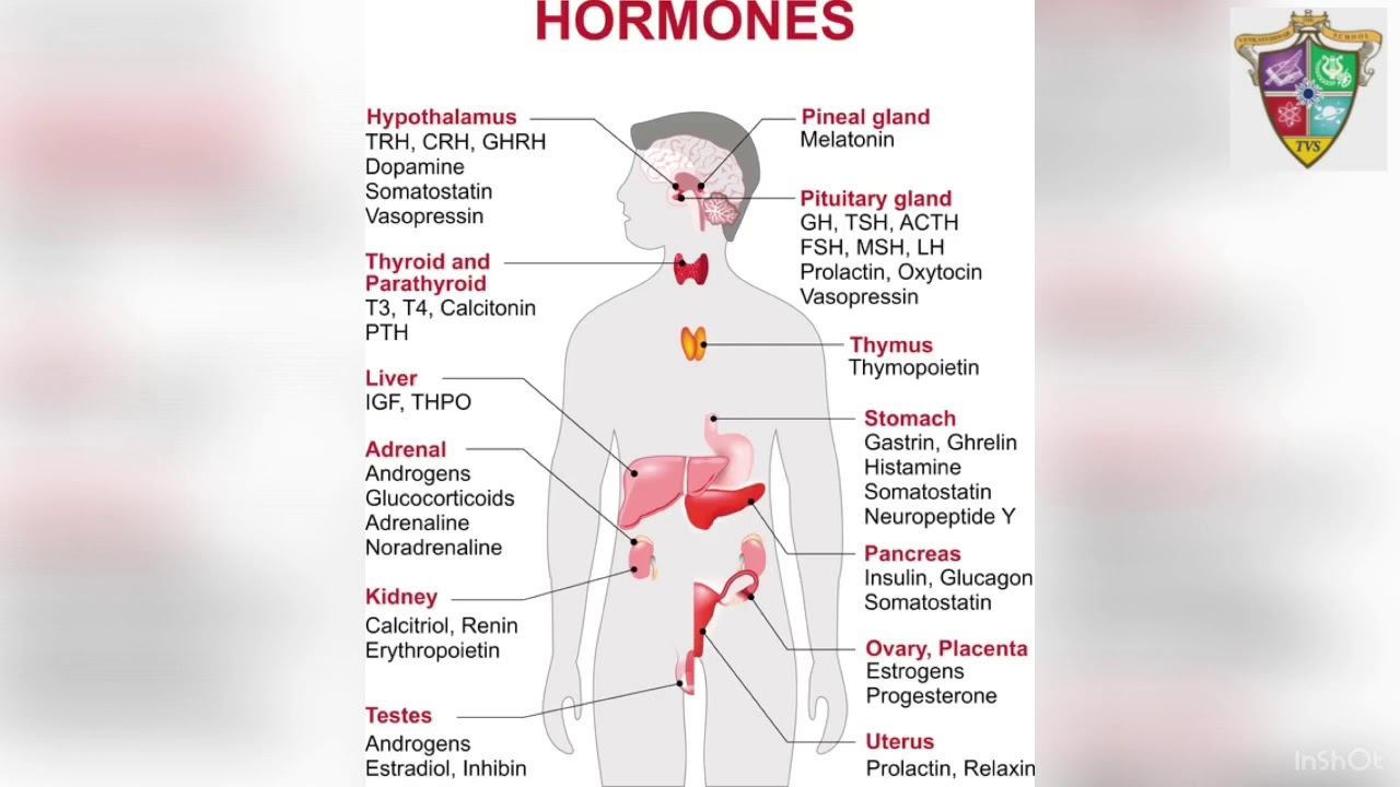 Different Hormones And Their Functions Part 1 YouTube different-hormones-and-their-functions-part-1-youtube