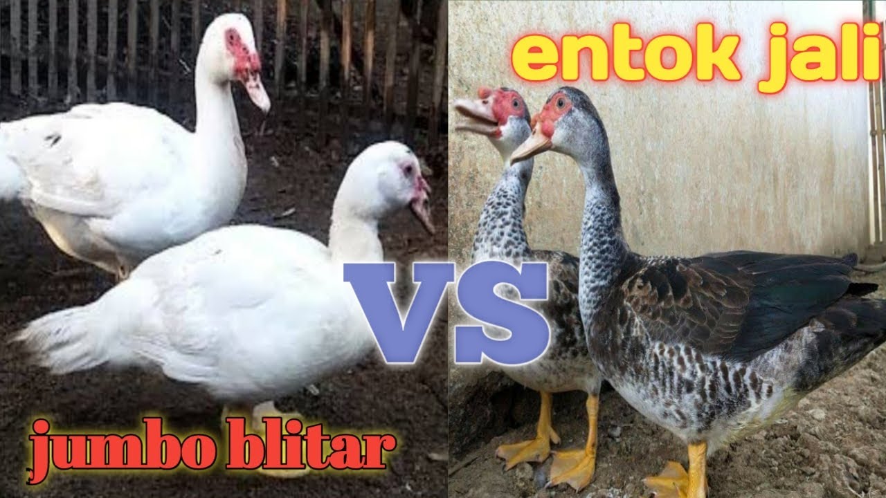 Entok hias jenis entok jali dan entok jumbo blitar - YouTube