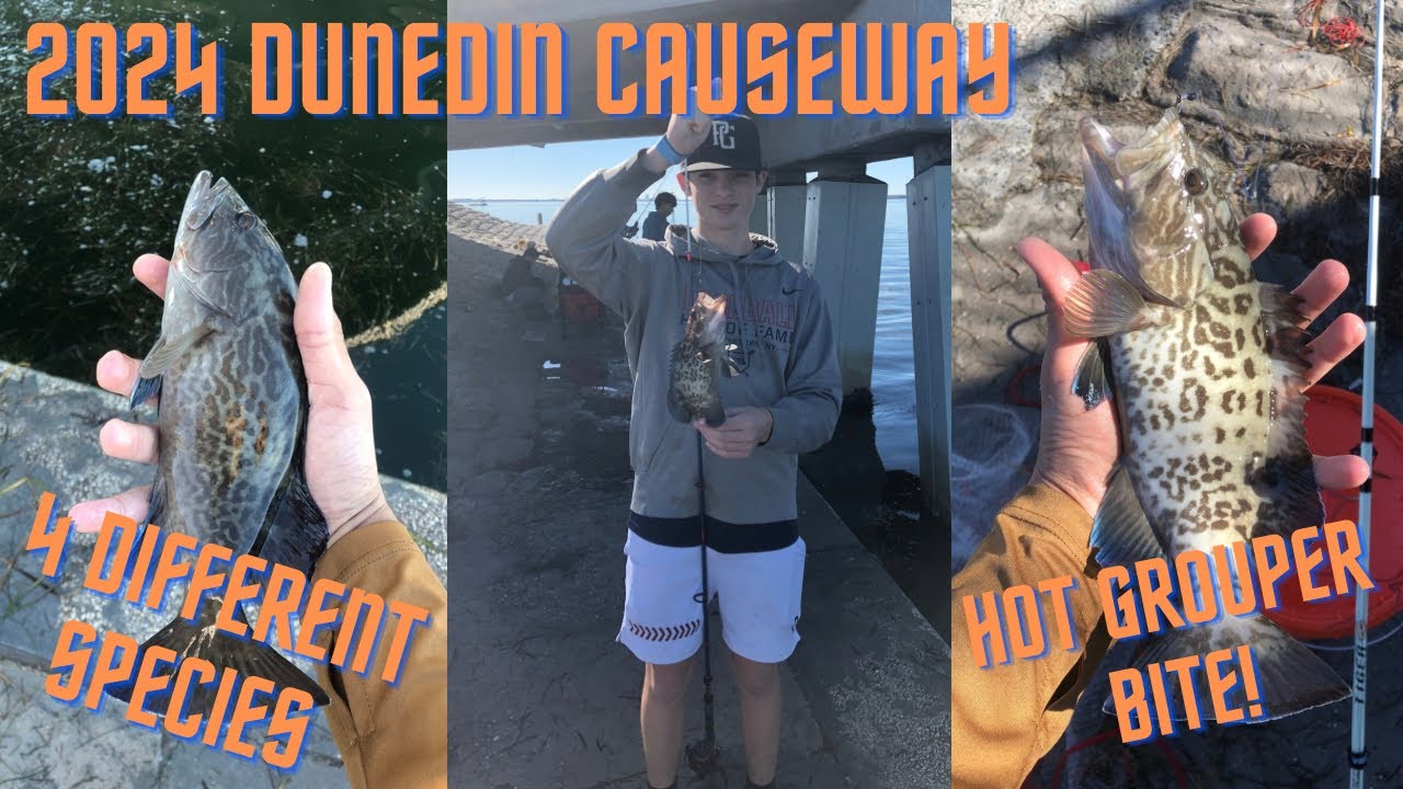2024 Dunedin Causeway Fishing w/ Christian | Hot Grouper Bite! - YouTube
