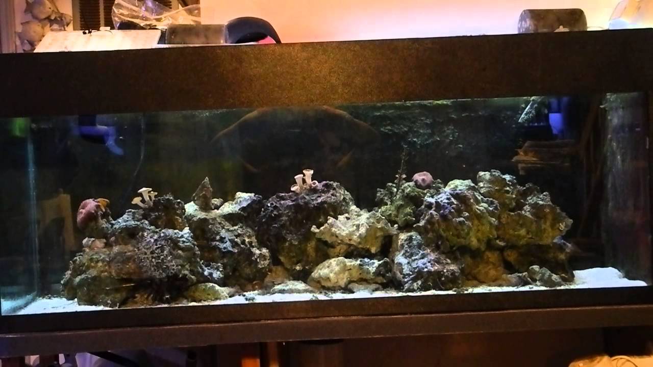 Octopus Hummelincki - Shelby bipedal Walking - YouTube