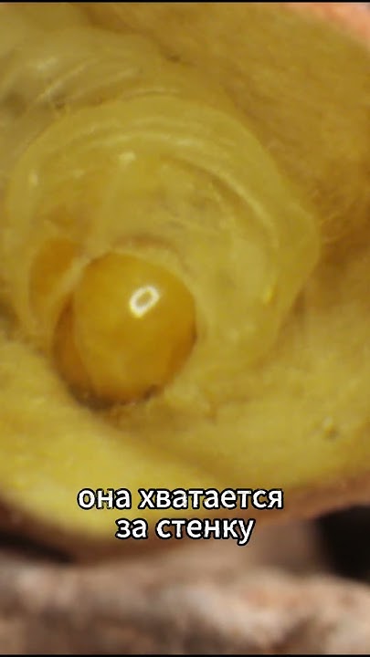 Прыгающие бобы #shorts #short2 - YouTube