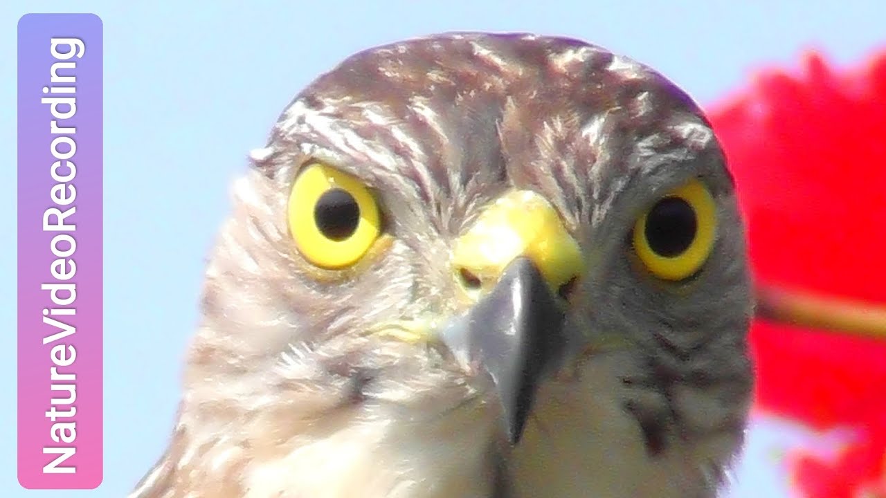 Shikra Bird - YouTube