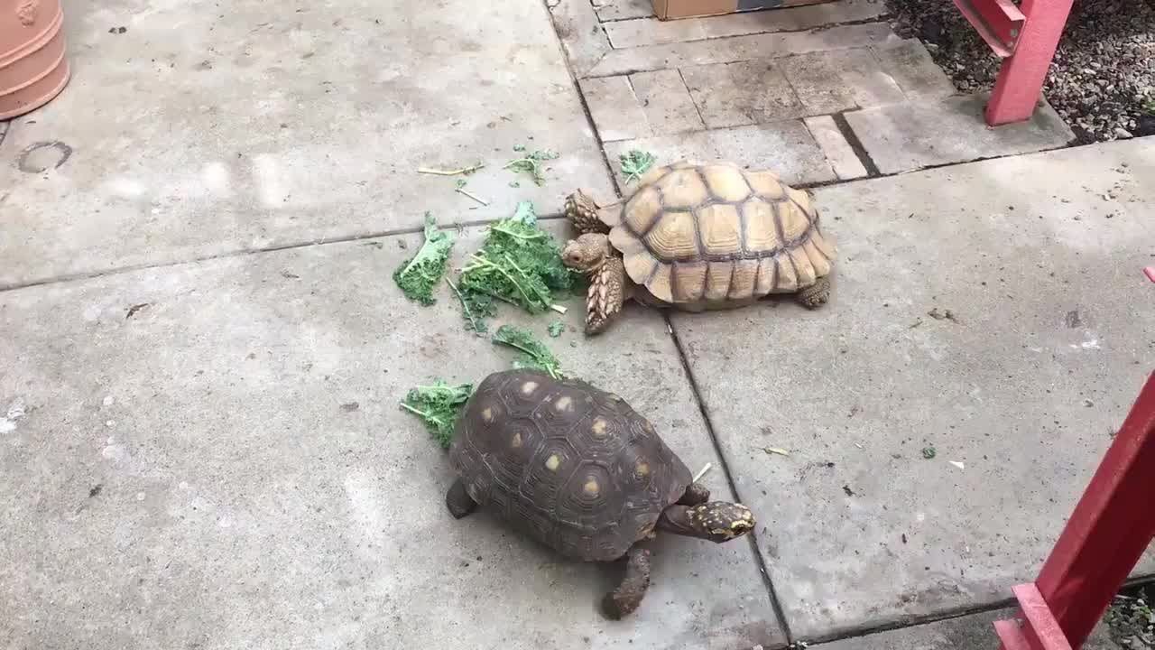 Missing Garfield Park tortoises found - YouTube