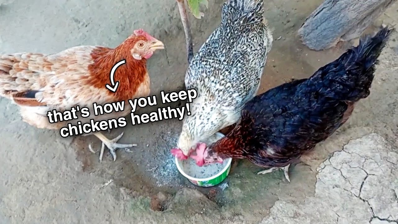 Backyard Chickens | How to keep chickens healthy - YouTube