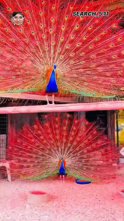 Beautiful Peacock Dance 🦚🦚🥰 Youtubevideo Youtubeshorts Viral Video