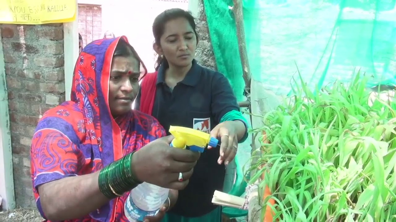 Green Fodder Production Through Hydroponics Technique - YouTube