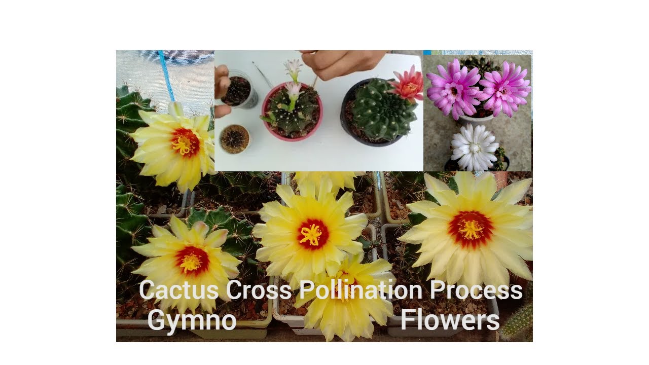 Cactus Cross Pollination Process Gymno Flowers - YouTube