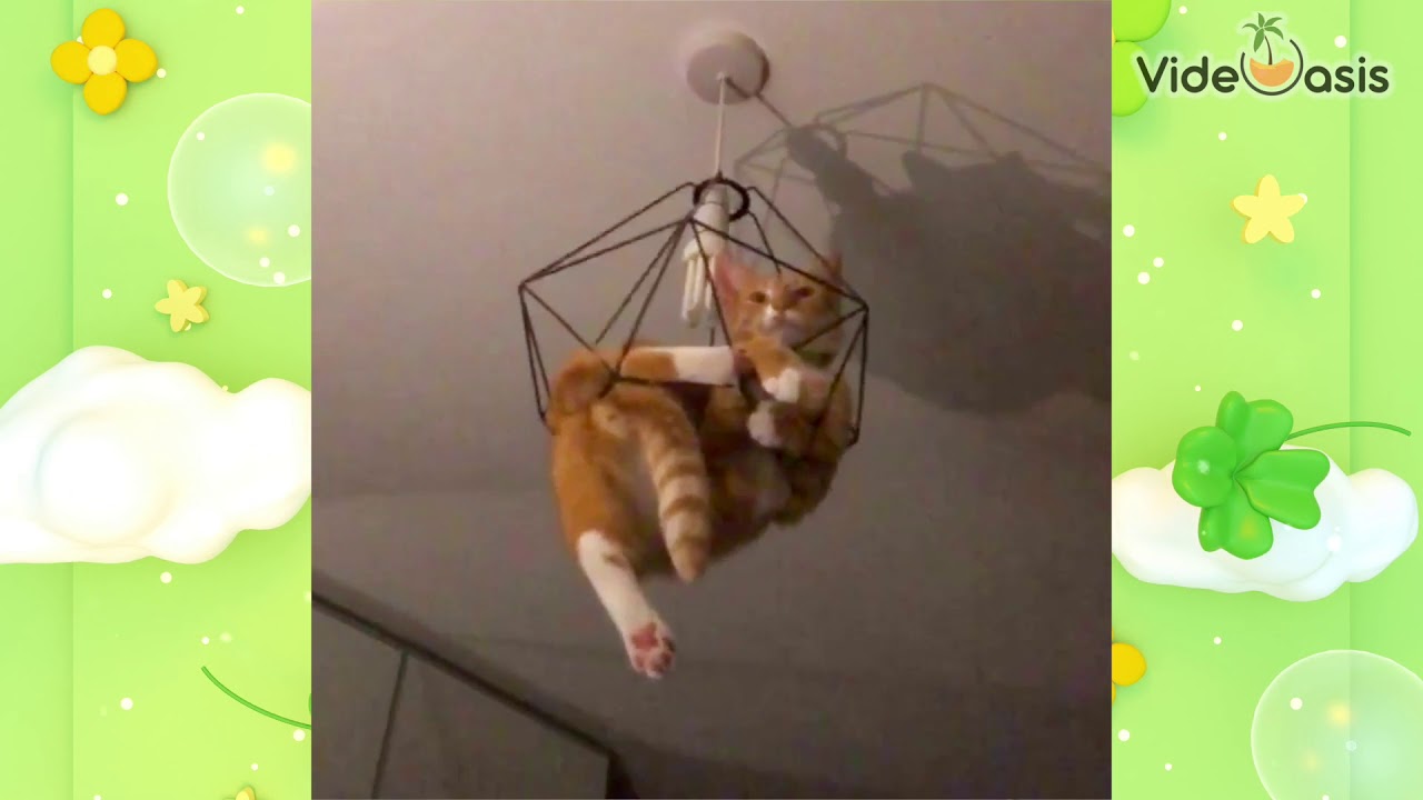 Cat Hangs Out in Light Fixture | #VideOasis - YouTube