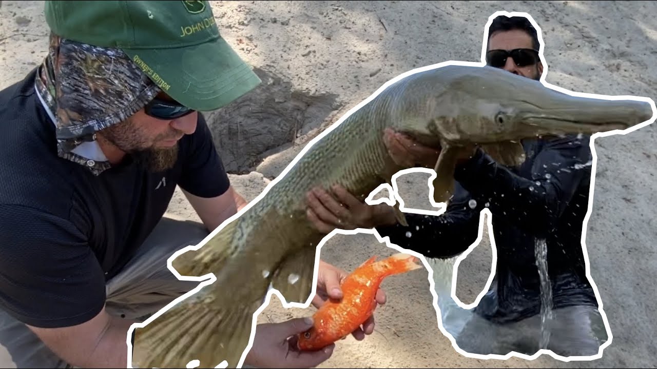 Catching Alligator Gar On Giant GoldFish - YouTube