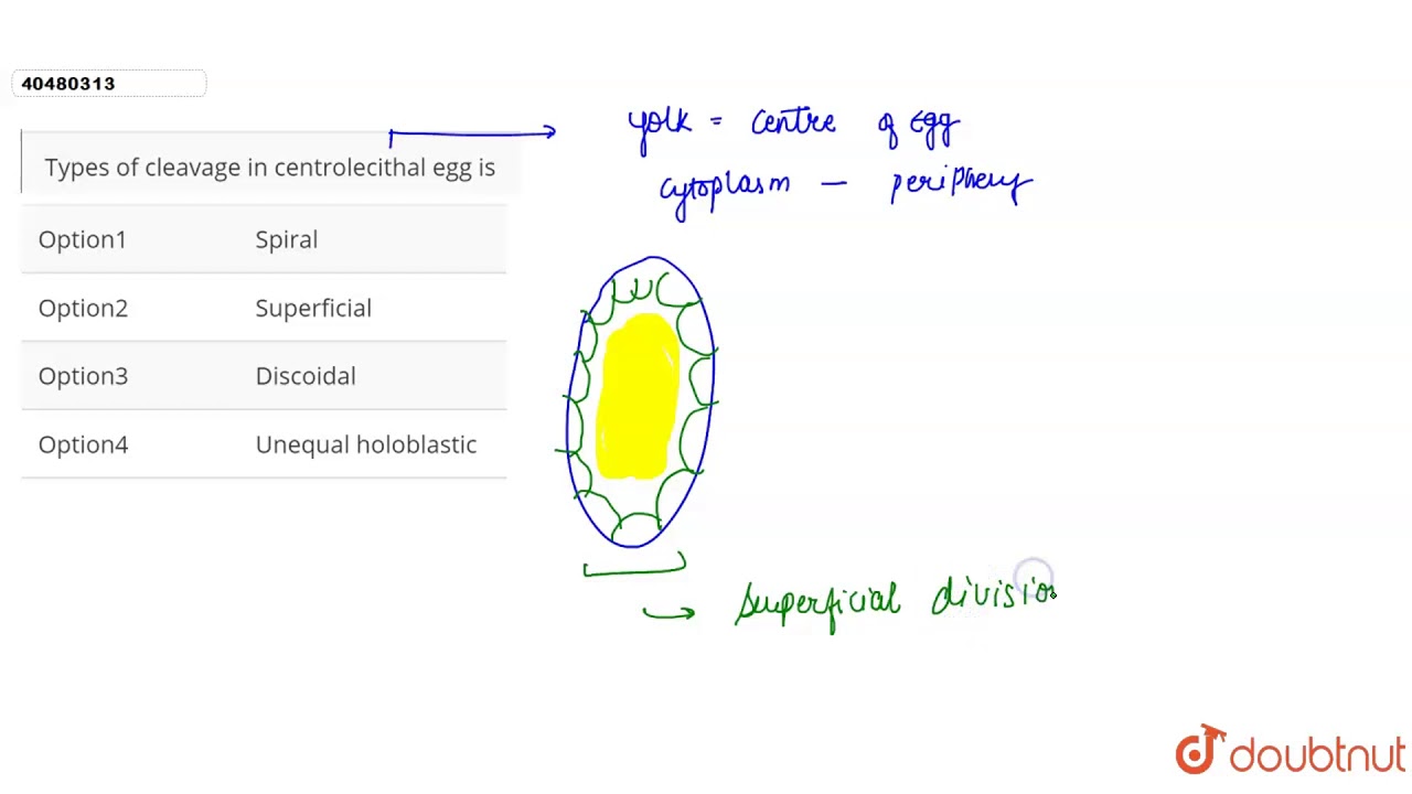 Types of cleavage in centrolecithal egg is - YouTube