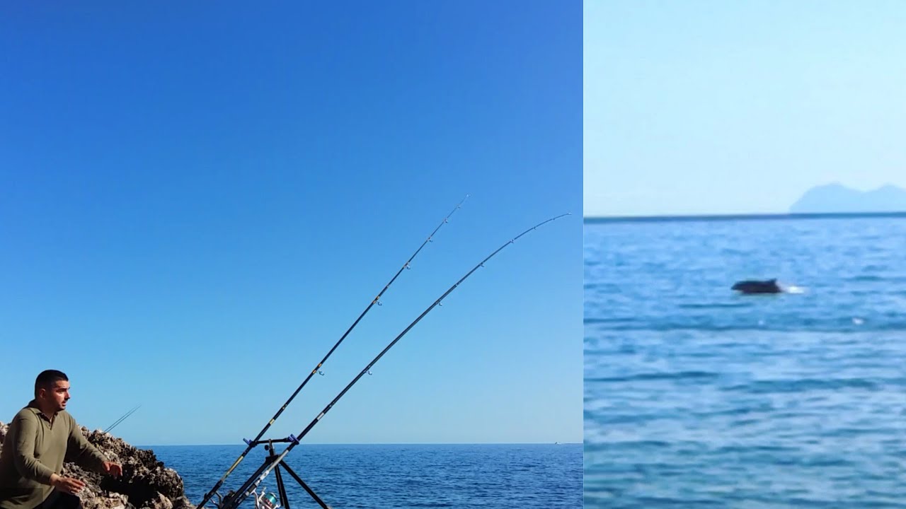 Rock Fishing: delfini, mangianze e canna in piega con l'innesco della ...