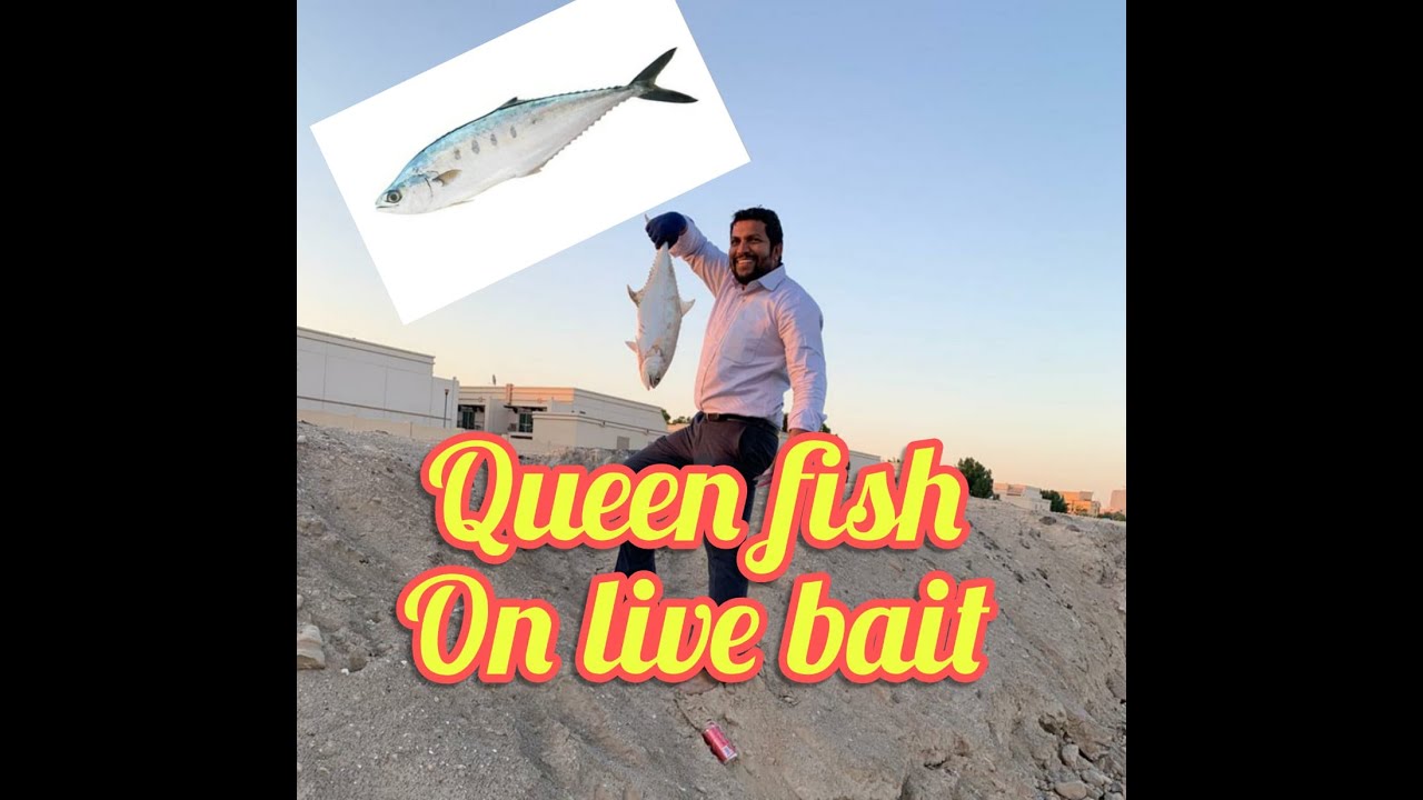 Queen fish on live bait fish||Abudhabi fishing||Shore fishing||UAE ...