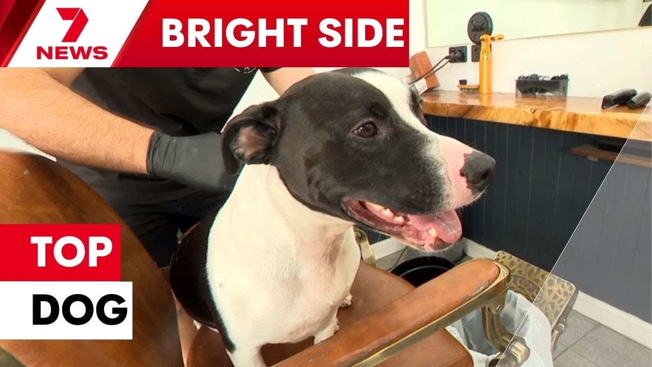 Australia’s top dog competition kicks off with pooches ready to shine ...