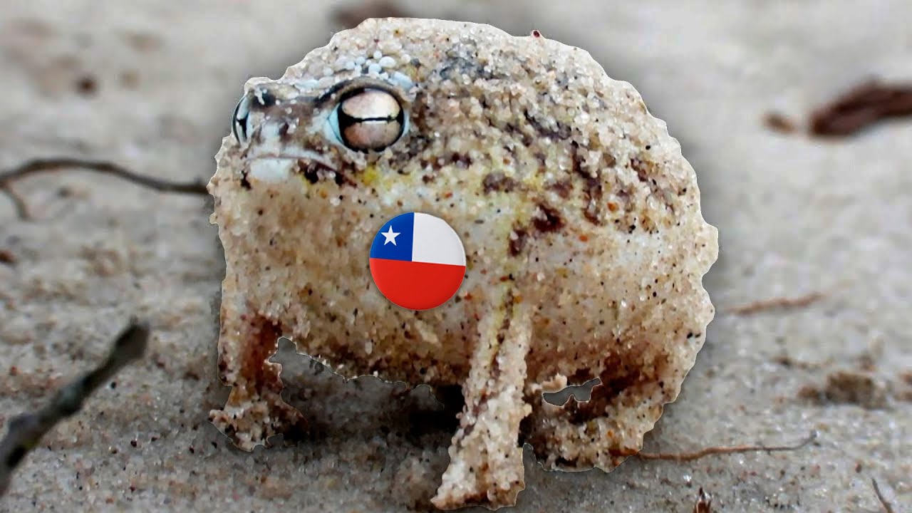 La Rana Chilena: Un Descubrimiento Asombroso | Bizarre - YouTube