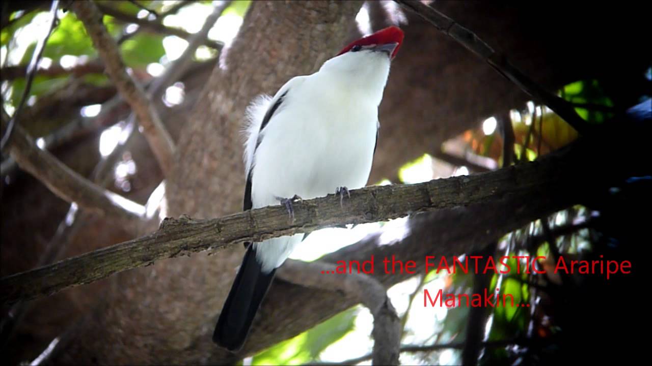 North-east Brazil Birding - Araripe Manakin and Helmeted Manakin - YouTube