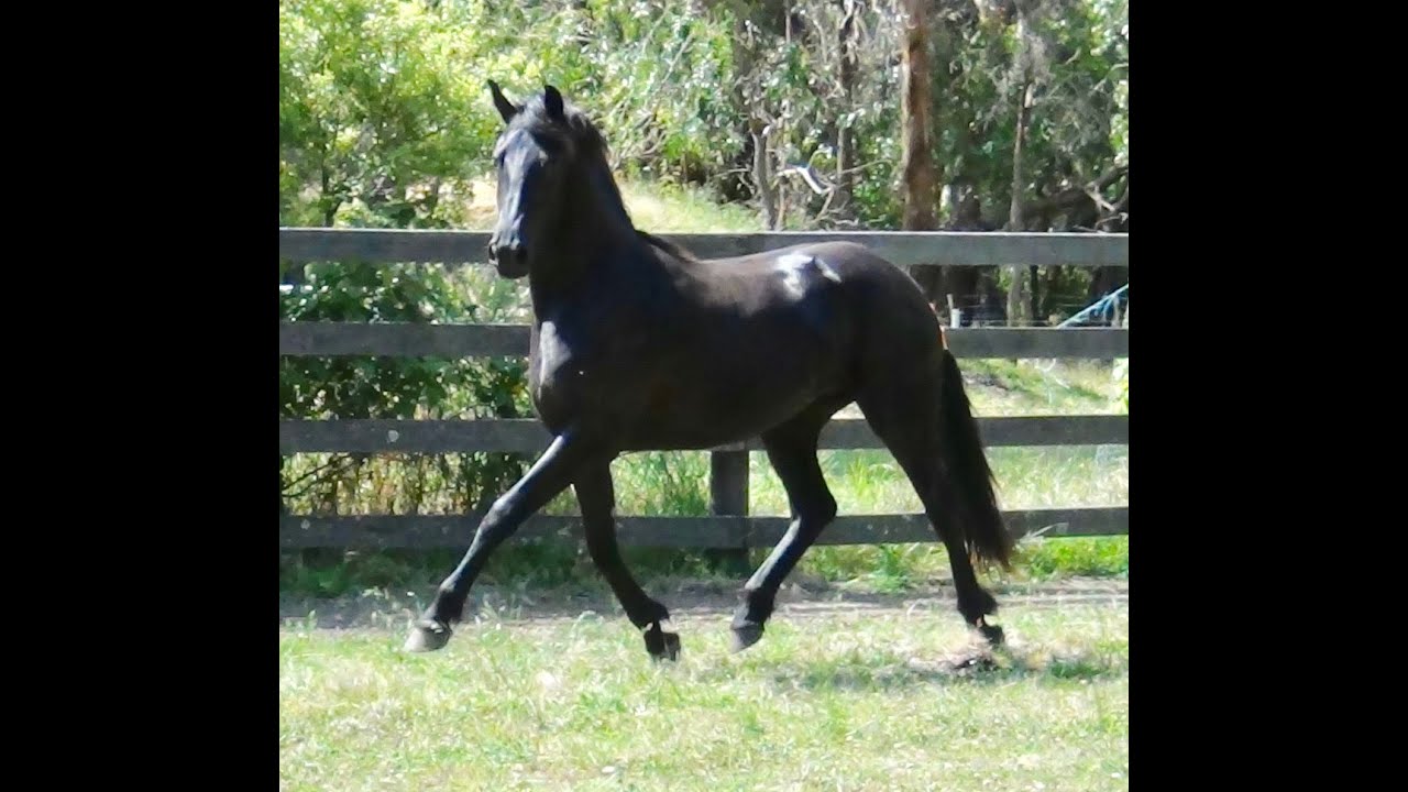 Friesian Cross Filly...My future Superstar! ..FriesianHorse.com.au ...