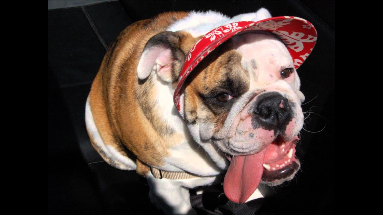 Funniest English Bulldog And Cat Video Hysterical YouTube funniest-english-bulldog-and-cat-video-hysterical-youtube