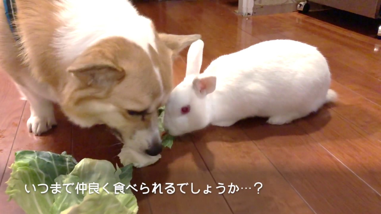 コーギーとウサギは仲良くキャベツを食べるのか Can Corgi-dog and Rabbit eat cabbage together ...