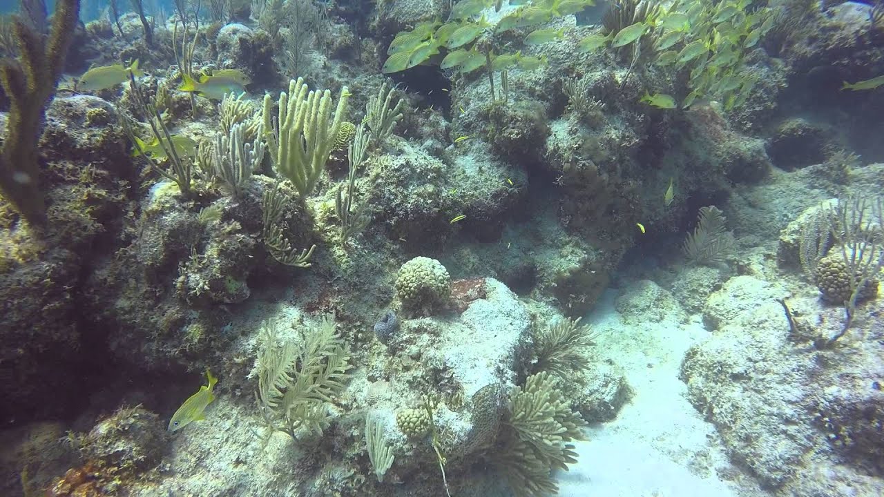 More diving in Exuma - YouTube