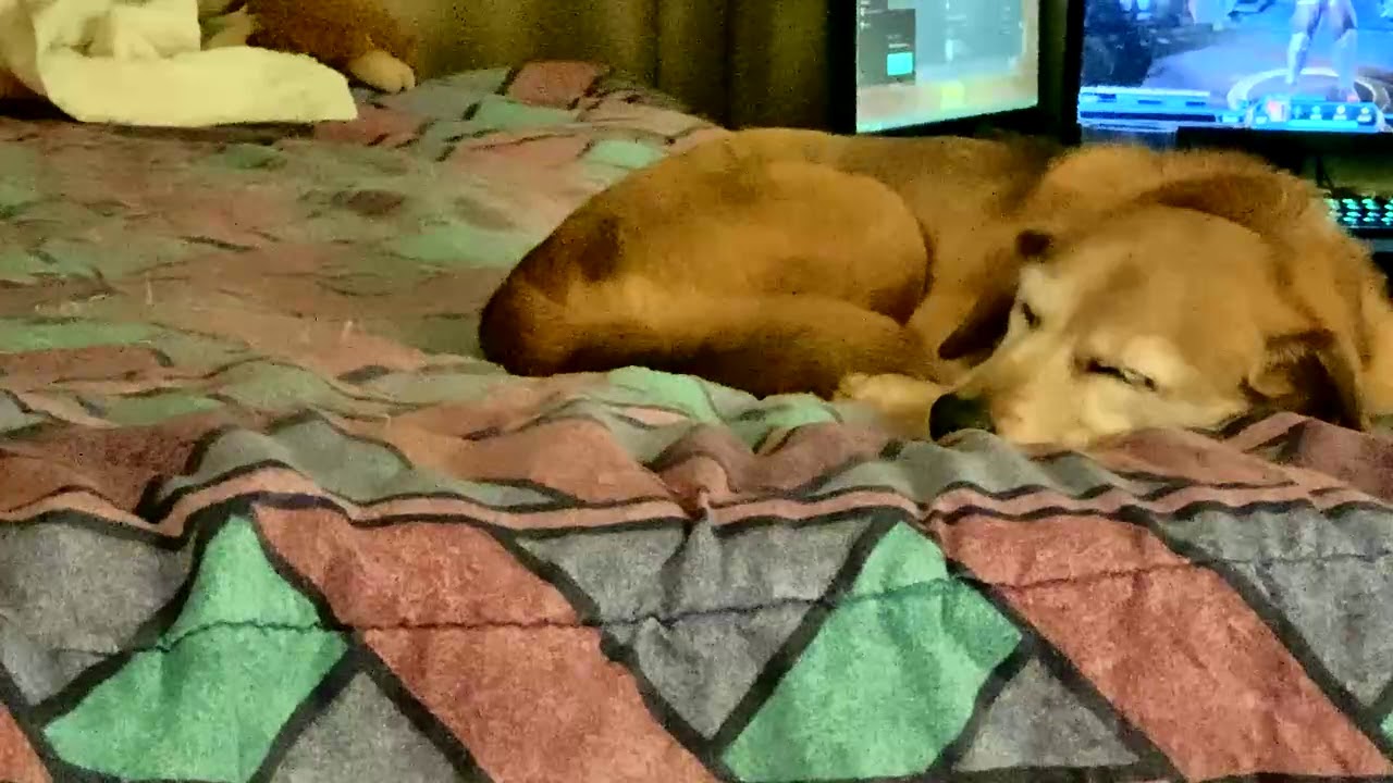 Sleepy Doggo - YouTube