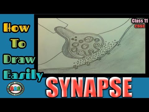 synapse diagram | how to draw synapse | synapse | synapse drawing - YouTube