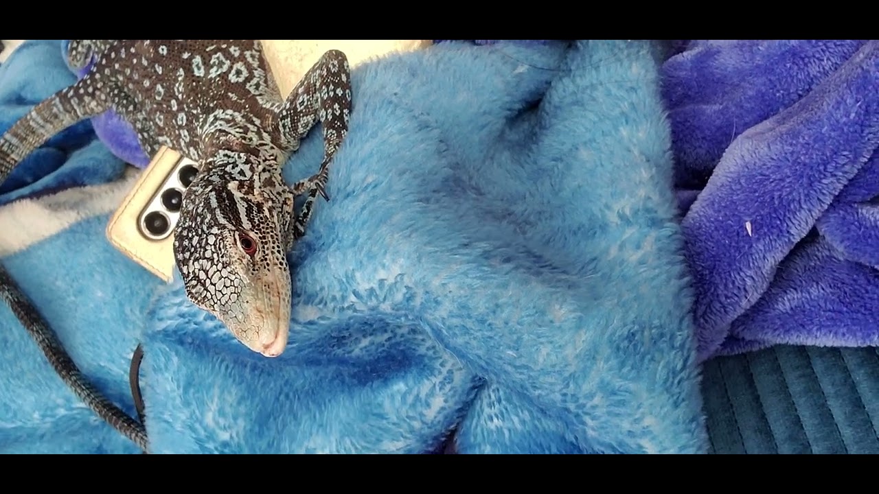 PIMP#reptiles#lizard#music#animals#reptiles#50cent#love#cute#pet# ...