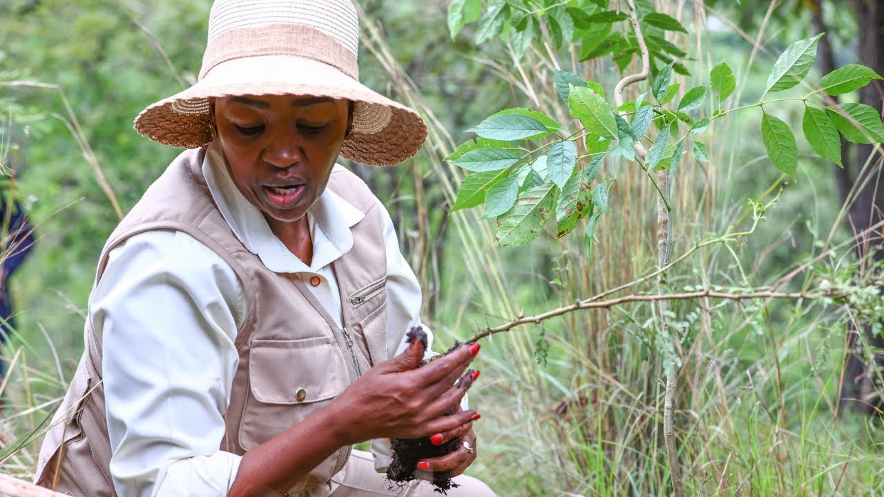 Witness First lady Racheal Ruto planting trees in Murang'a County ...