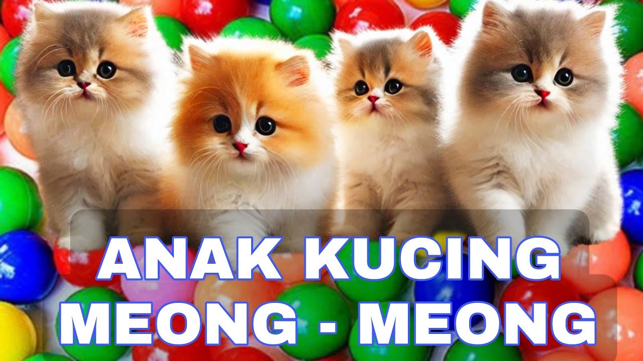 ANAK KUCING MEONG MEONG‼️ ANAK KUCING GEMOY MANDI PAGI ‼️KUCING MEONG MEONG #kucinglucu #cat ...