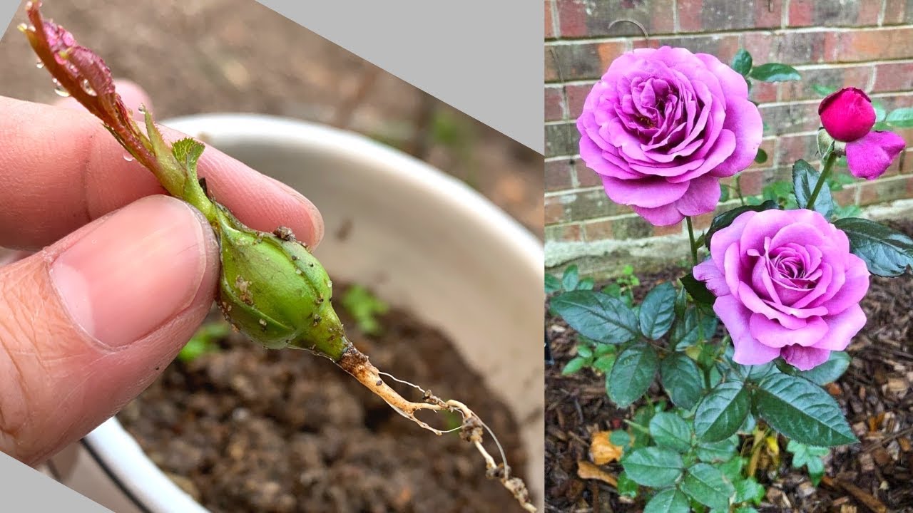 How to propagate roses from flower buds for beginners | Roses Cutting ...