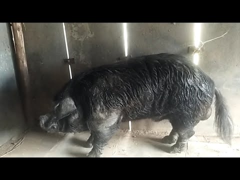 pig 🐷 pigs and the world and inspire our YouTube channel videos pig ...