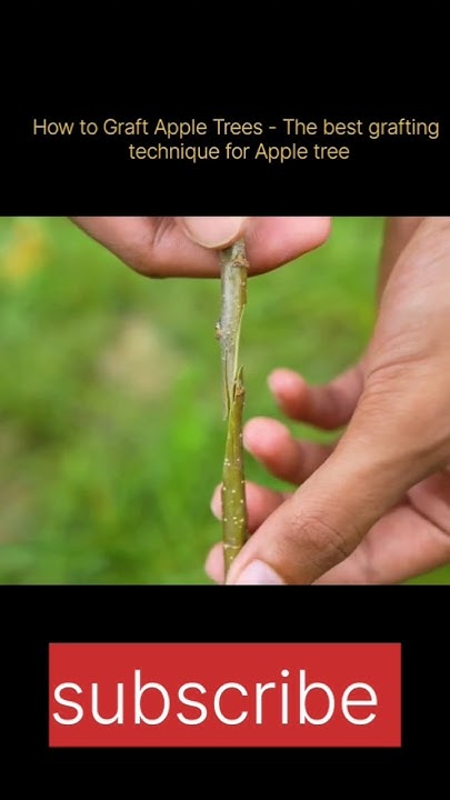 How to Graft Apple Trees - The best grafting technique for Apple tree ...