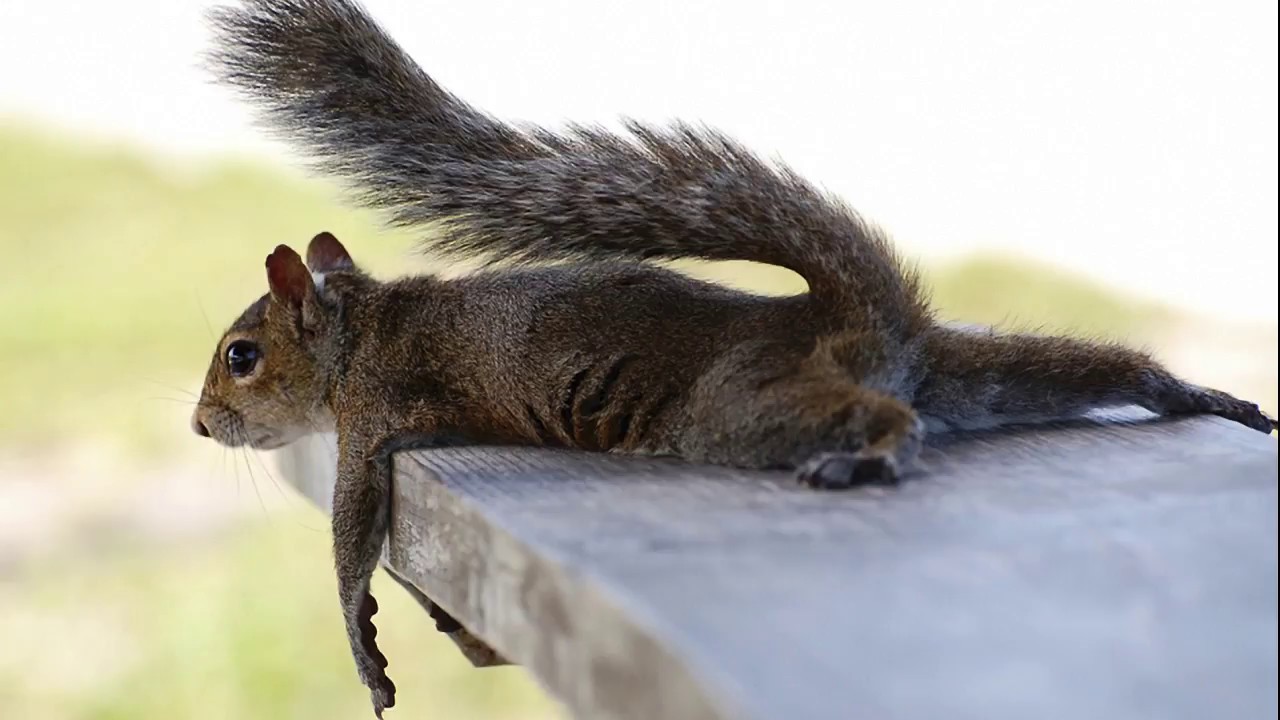 ANIMALES CHISTOSOS Y GRACIOSOS #24 | Vídeos de Risa de Animales 2018 ...