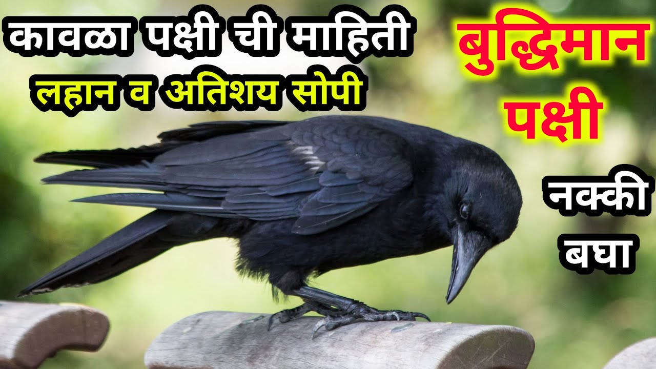 kavla pakshi chi mahiti | kavla pakshi | kavla chi mahiti | kavla ...