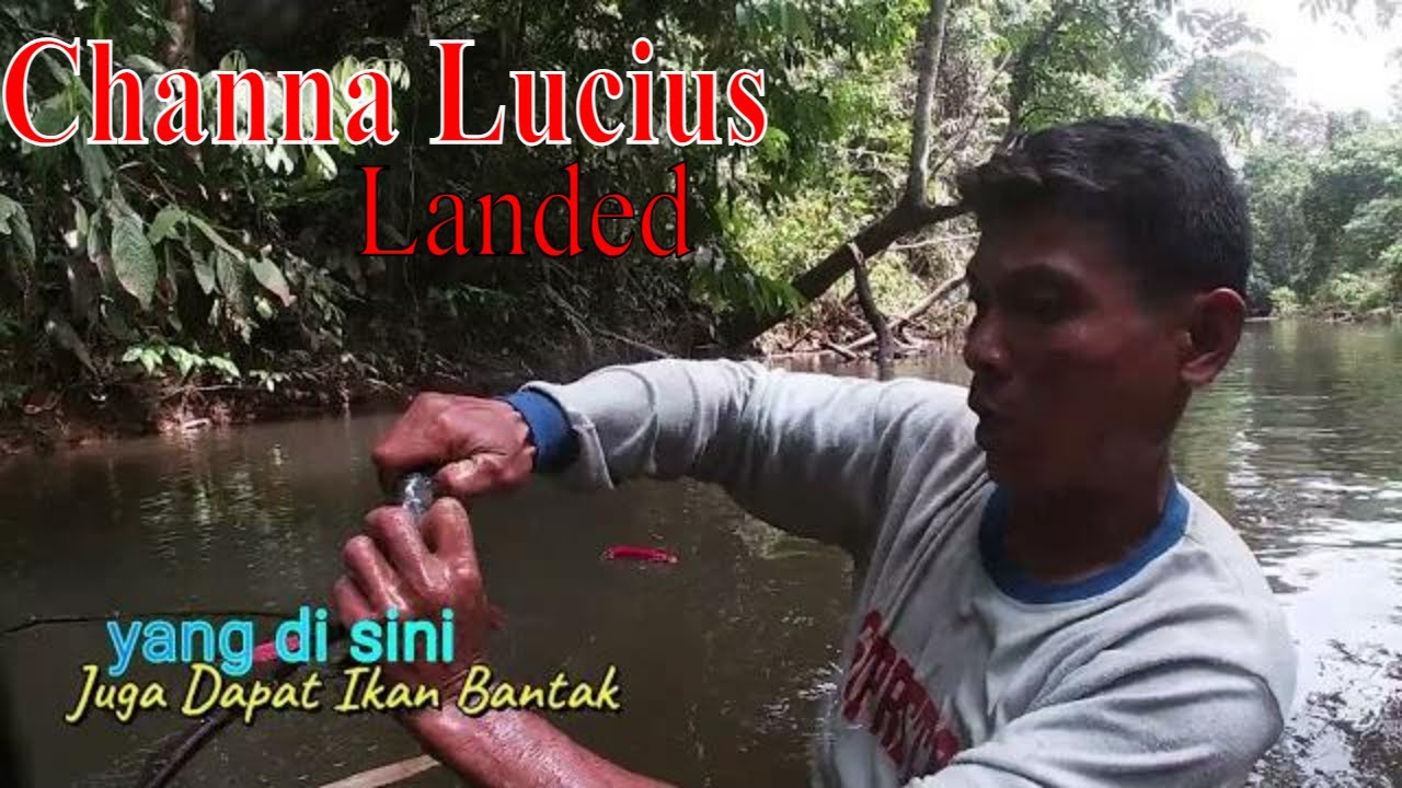 Ikan Langka CHANNA LUCIUS/FOREST SNAKEHEAD terjaring pukat warga ...