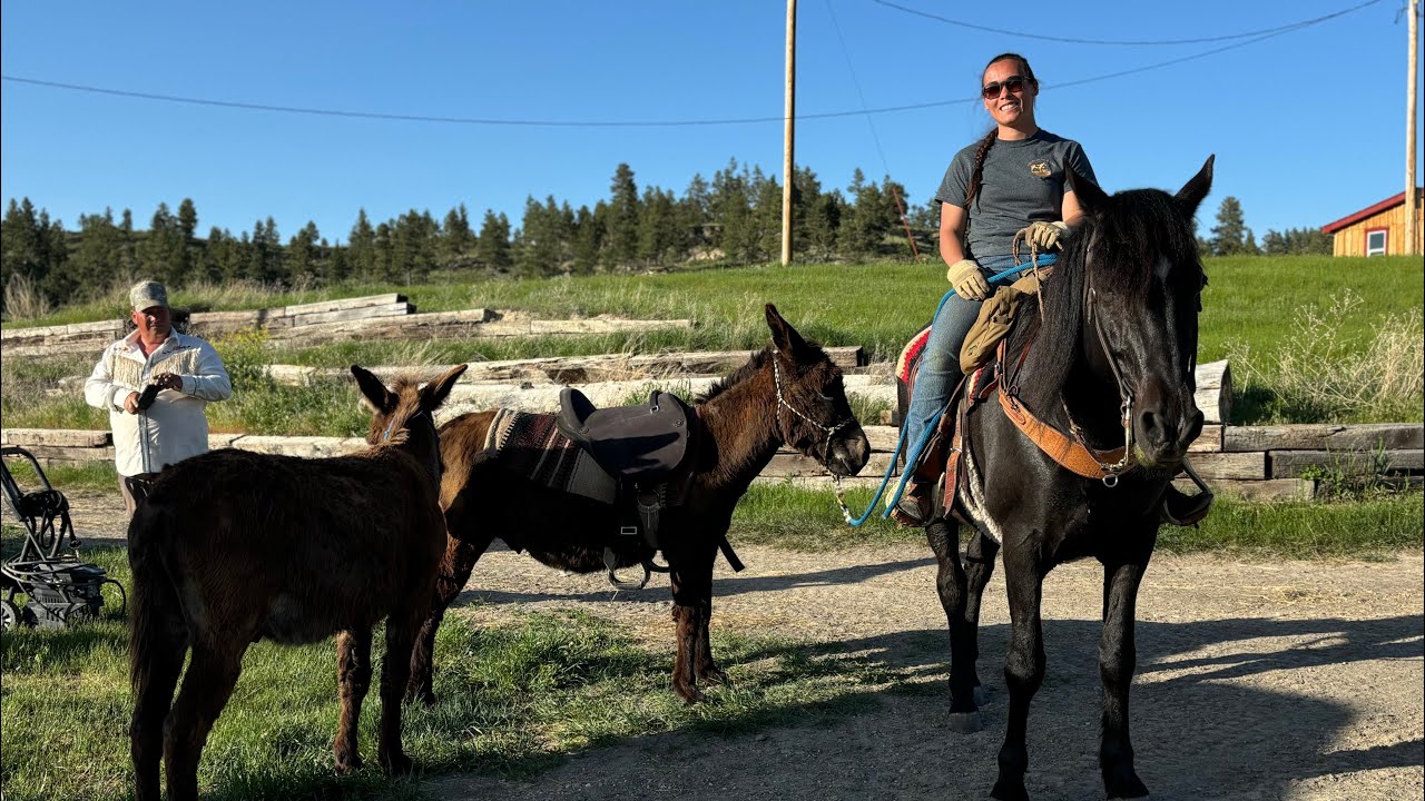 How We Train Wild Burros to Wear a Saddle, Pack Gear, and Be Ponied ...