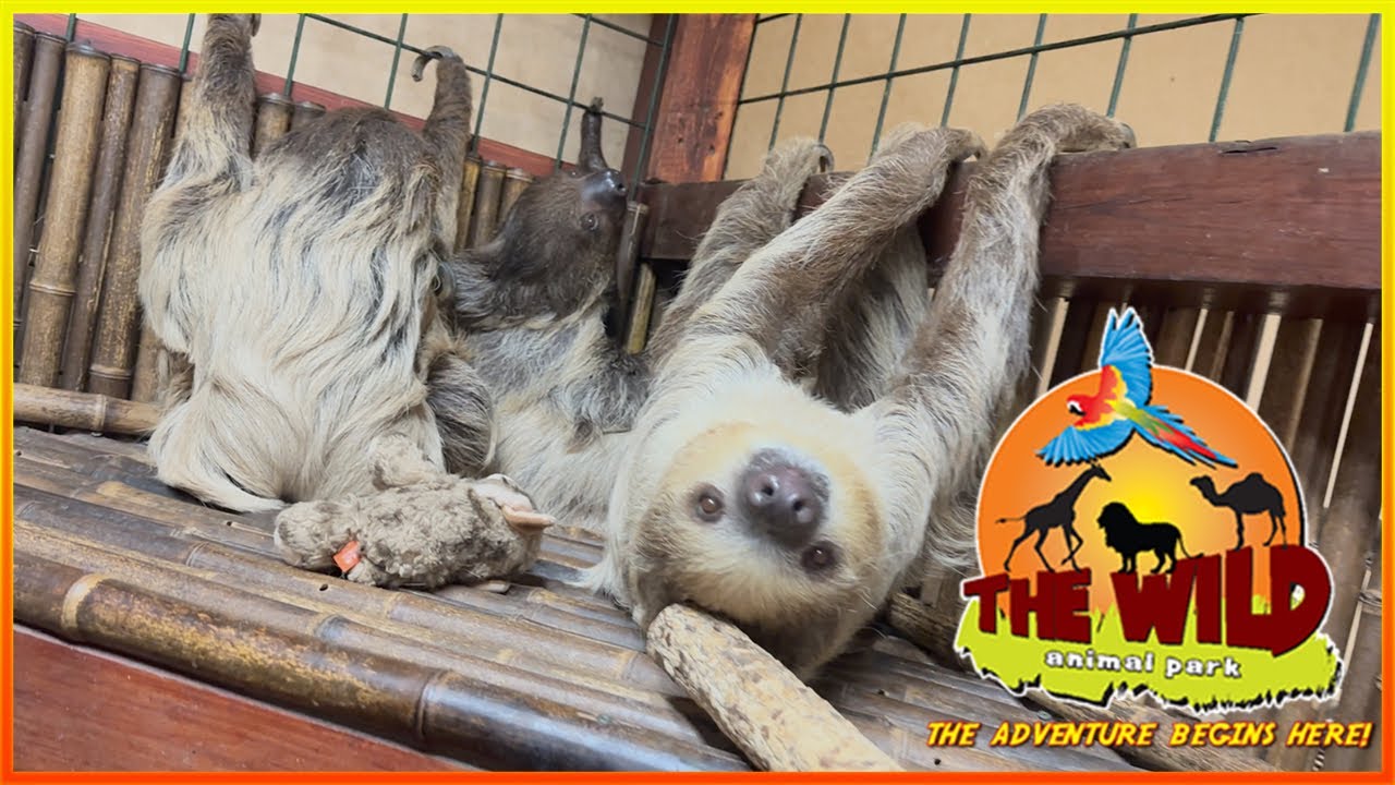 Sloth Encounter at the Wild Animal Park! - YouTube