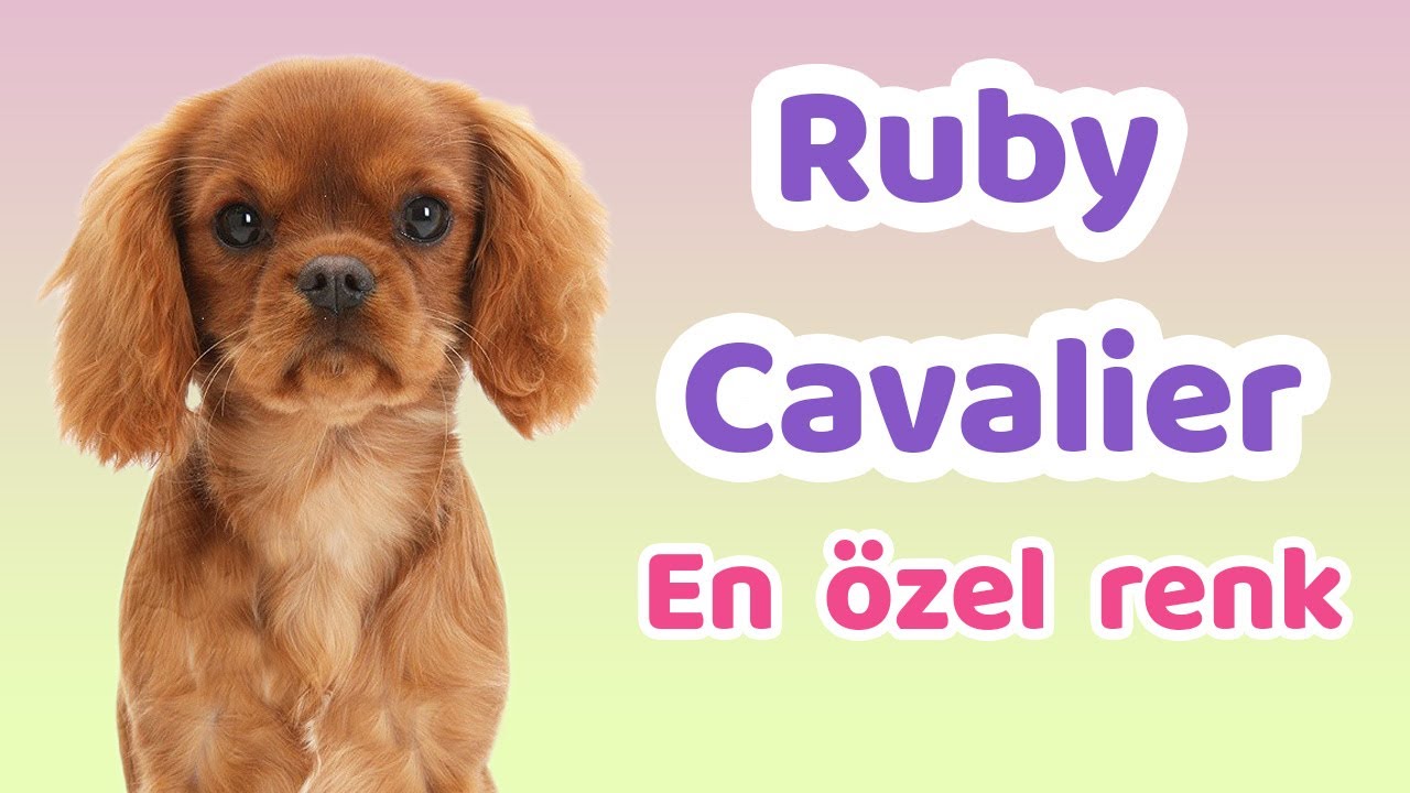 Ruby Cavalier özellikleri, bakımı, beslenmesi, sağlığı ve eğitimleri ...